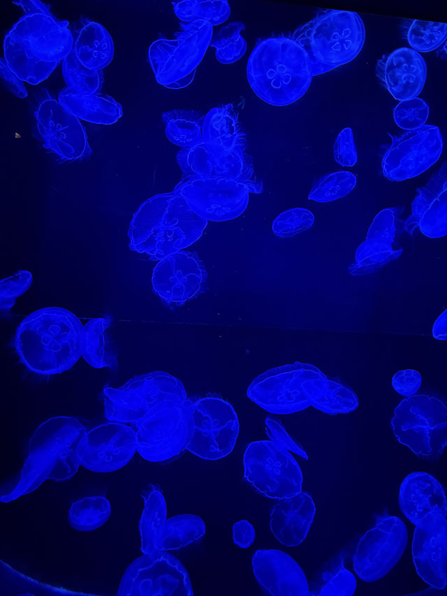 沖縄旅行でたった1ヶ所だけ行くなら？美ら海水族館へは絶対に行ってください！ | Trip.com 本部町