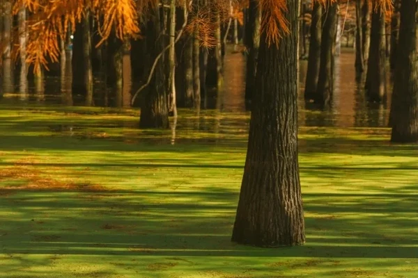 Hurry to Qingshan Lake in winter, the Metasequoia is thoroughly red ...