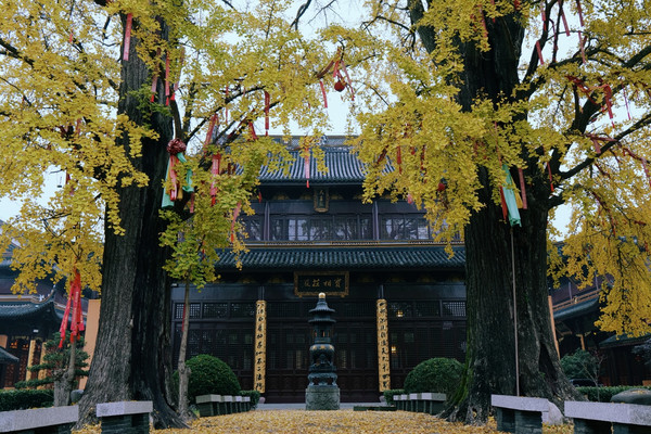 Ginkgo Season in Magic City | Drive 39 kilometers just to see a ginkgo ...