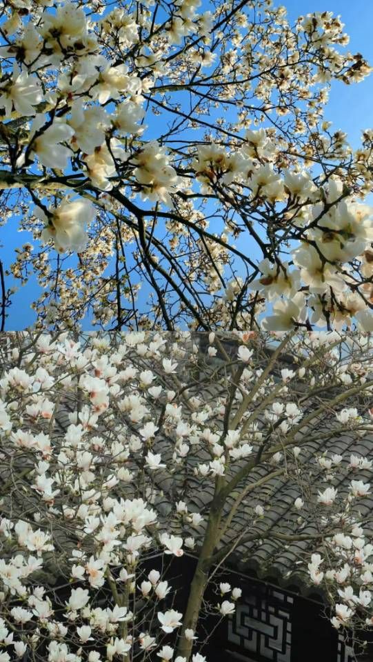 Chongqing Spring Flower Viewing Nanny-Level Guide with Direct Light ...
