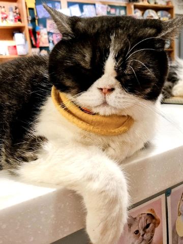 CATS SQUISHING IN CAT PLAYGROUND CAFE MYEONGDONG | Trip.com โซล