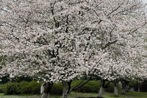 Shihu Lake Cherry Blossoms in Suzhou – A Hidden Urban Oasis | Trip.com ...