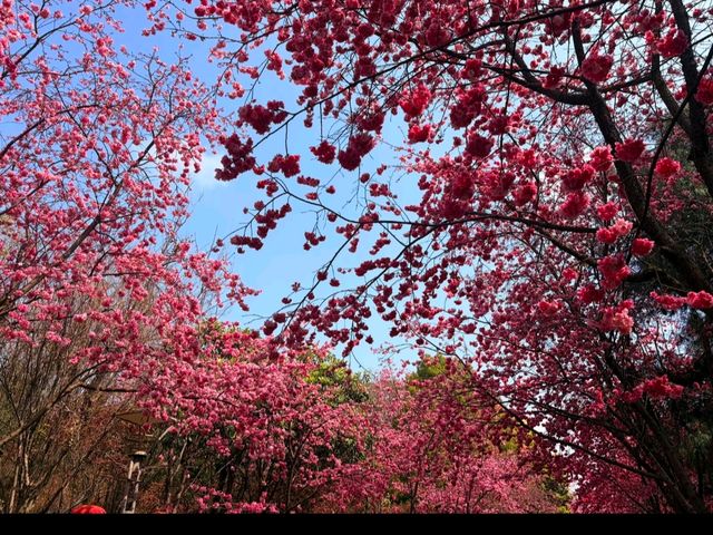 Hangzhou Spring Flower Chasing Must-See Guide | Trip.com Hangzhou