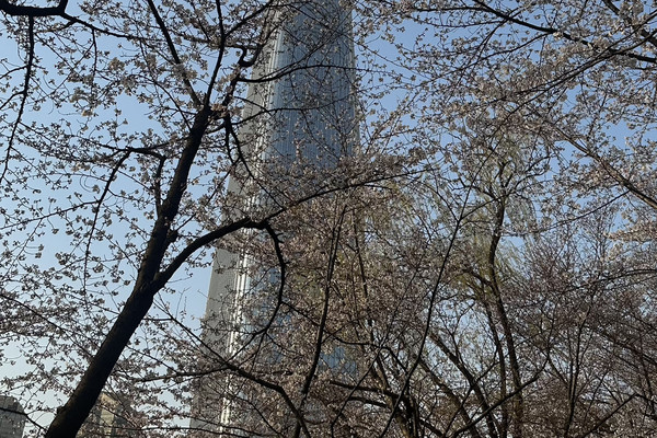 Spring Blossom Festival at Lotte World | Trip.com Seoul