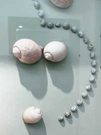 Coral & Shell Treasures: Marine Gallery at Natural History Museum ...