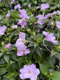 Seasonal Blossoms and Tranquility | Trip.com Xiamen