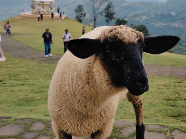 Akha Farmville – ดอยช้าง 🐑🐏 | 트립닷컴 Mae Suai