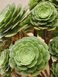 Historical Overview and Atmosphere | Trip.com Old Town of Lijiang