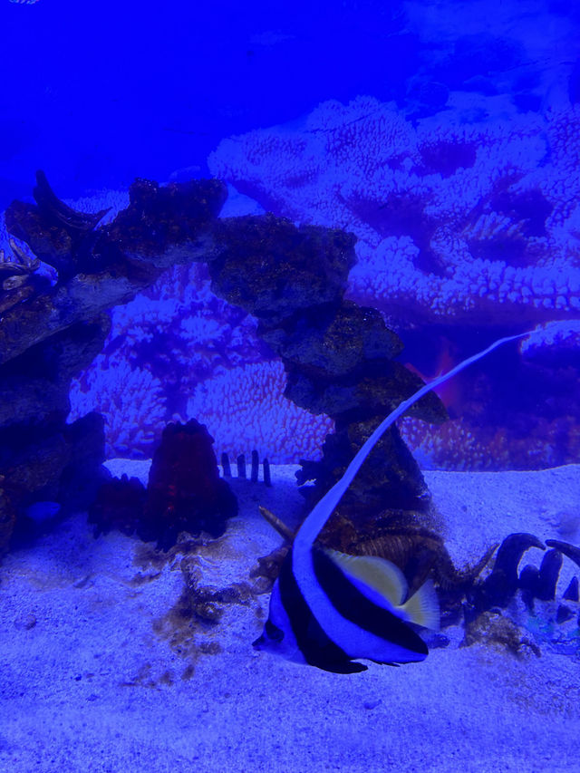 親子教育慢遊｜澎湖水族館親子觀光指南🐠｜Trip.com 澎湖