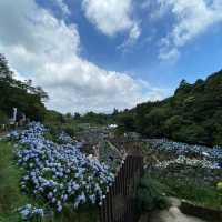 A Blooming Wonderland at Yangmingshan｜Trip.com 台灣