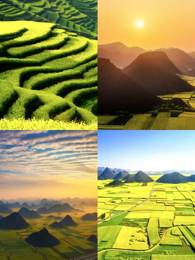 Explore the Luoping Canola Flower Sea and Encounter the Golden Sea of ...