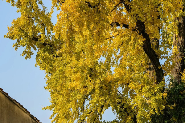 Come to Huangpu Ancient Town for this 800-year-old ginkgo tree! | Trip ...