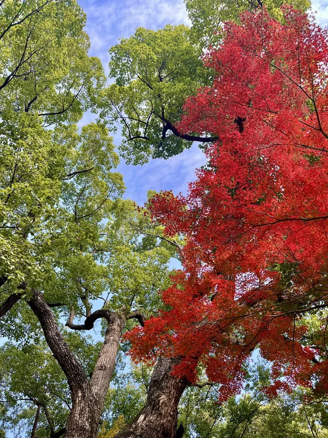不用去京都無錫惠山古鎮的紅楓封神200%｜Trip.com 無錫