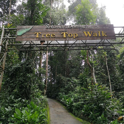 Kulim Tree Top Walk