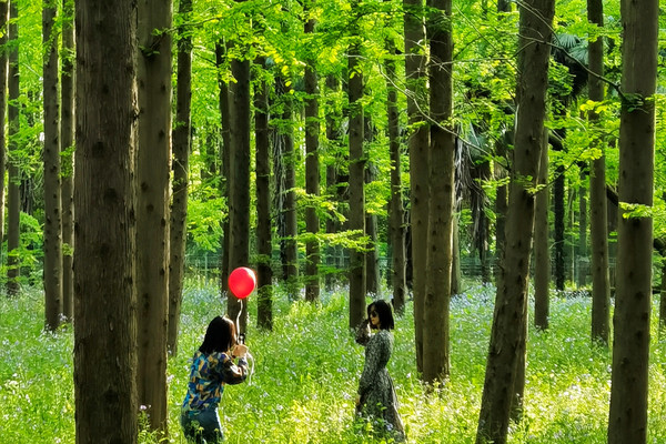 Dongping National Forest Park | Trip.com Shanghai