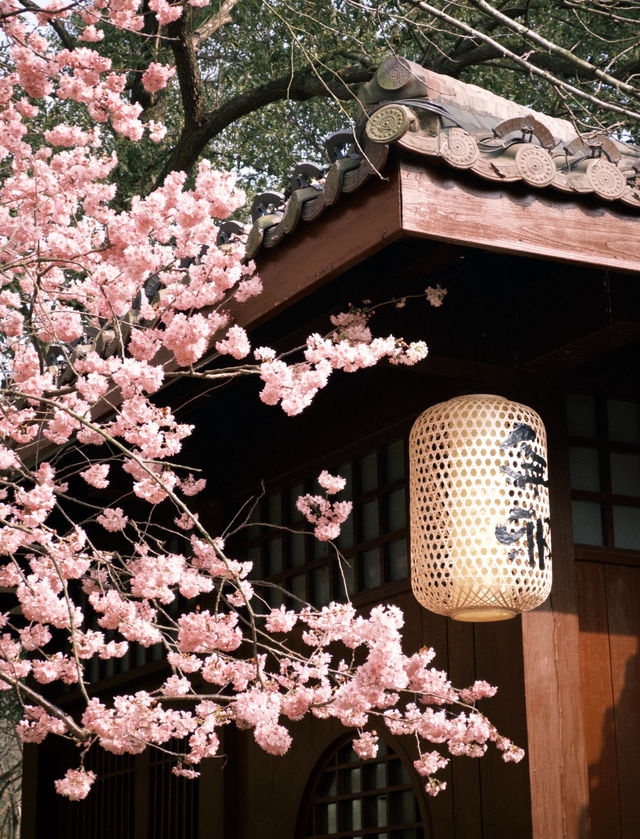 3.11 Live Footage of Early Cherry Blossom Crowds at Yuantouzhu, Wuxi ...