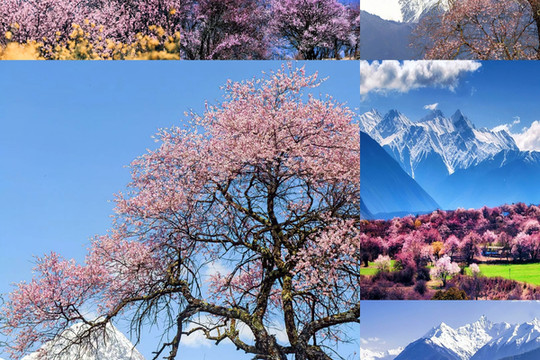 The footsteps of spring arrive quietly, as if one is in a fairyland ...