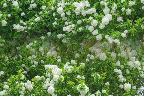 Hangzhou | Experience the romance brought by Chinese hydrangeas in ...