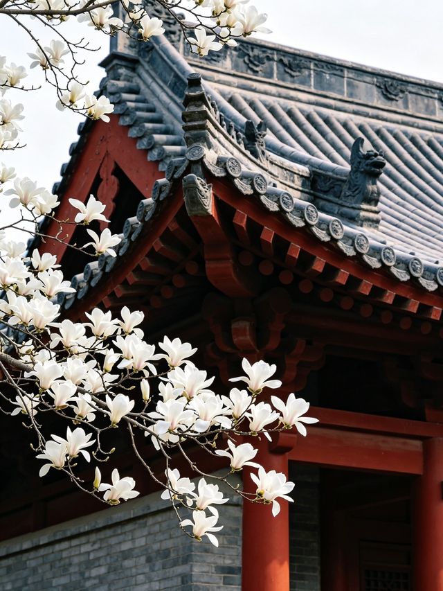 Xi'an Qinling Mausoleum｜A Mutual Journey Between Spring Blossoms and a ...
