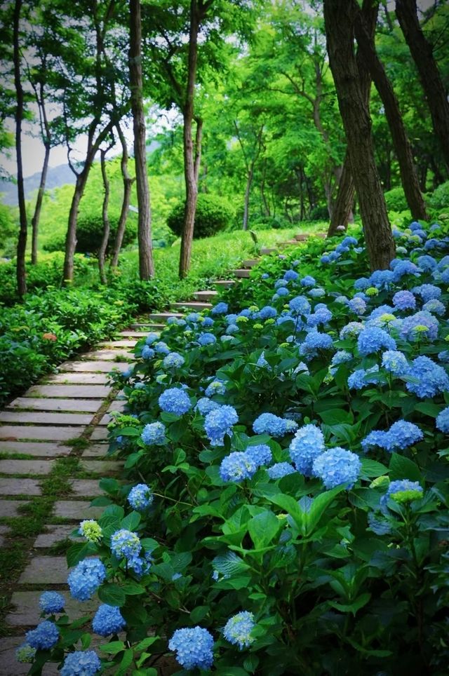 最高！青島のこの果てしない夏のアジサイ花海が美しすぎる、6月7日最新の花情報速報！ | Trip.com 青島