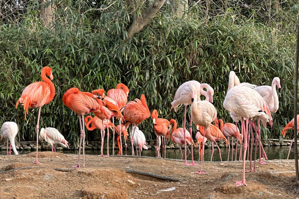 Exploring Shanghai Wildlife Park: A Weekday Adventure | Trip.com Shanghai