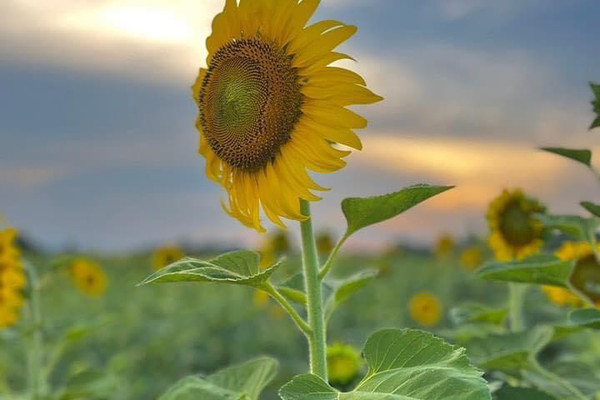 Kyao Yai Famous Sunflower field - Rai Manee Sorn | Trip.com