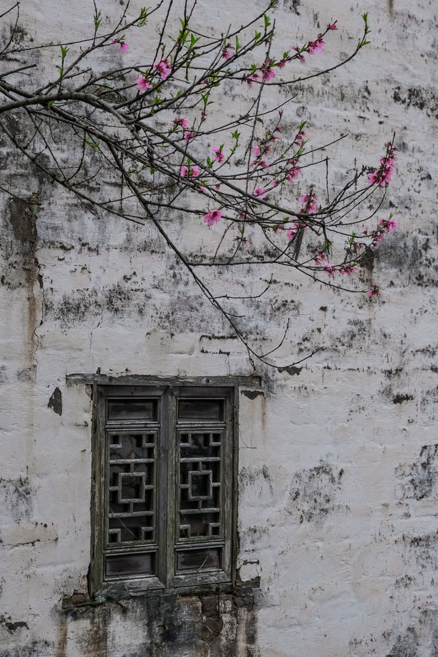 Enjoy the flower viewing at Hongling in Wuyuan, capturing spring in the ...