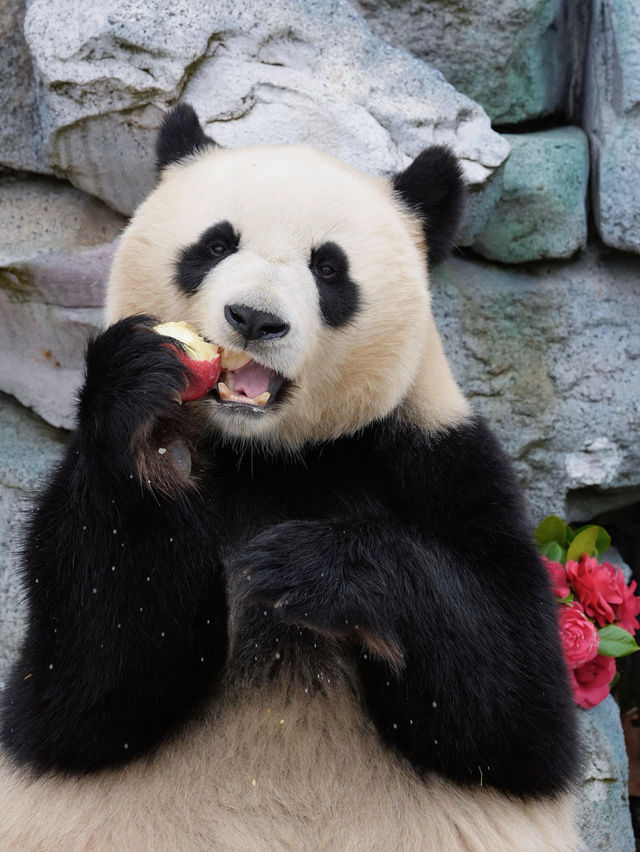 Howard Johnson Changsha South Station → Ecological Zoo Springtime Panda ...