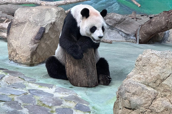 Meet Yuan Yuan and Yuan Zai: A Visit to Taipei Zoo's Giant Panda House ...