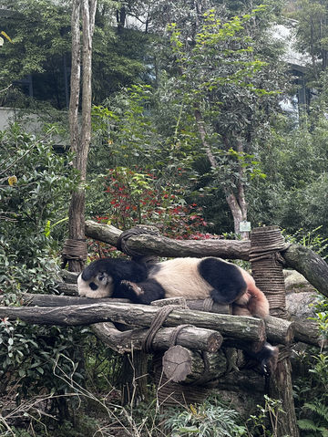 Panda Paradise Day Trip: Dujiangyan & Panda Valley From Chengdu 🐼 ...