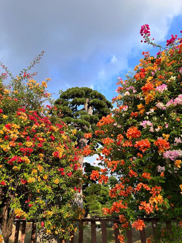 Bougainvillea of Foshan, the romance from autumn | Trip.com Foshan