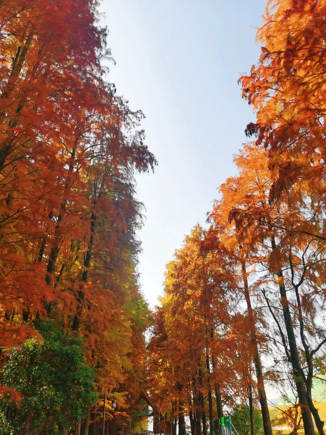 In Hangzhou! A must-visit place | Trip.com Hangzhou