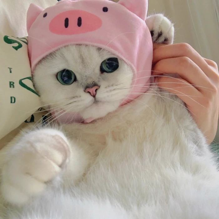 Things to Do in Baoxing in 2025 - Top Attractions, Local Food, Hotels ...