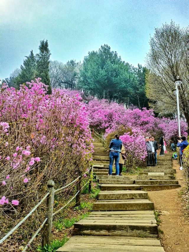 Blooming Azalea Festival in Bucheon | Trip.com Bucheon-si