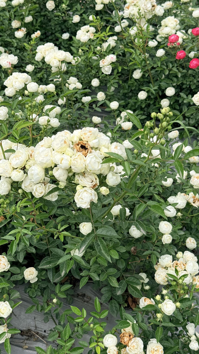 For just a few dozen yuan, you can spend a whole day shooting at a ...