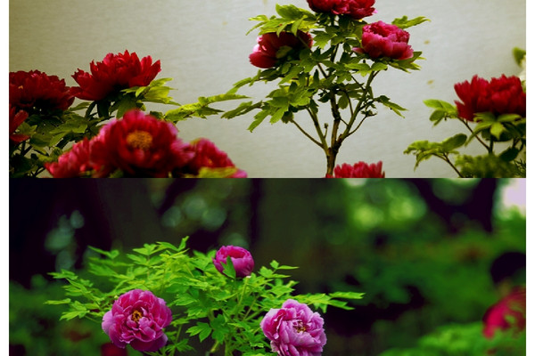Wuhan East Lake Peony Garden, the premier peony garden in the south of ...