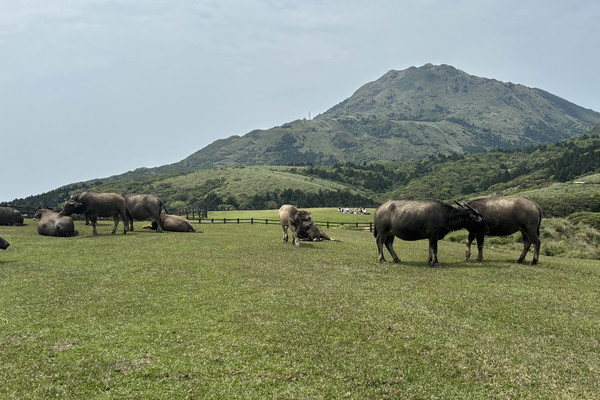 Qingtiangang Grassland | Trip.com ไทเป
