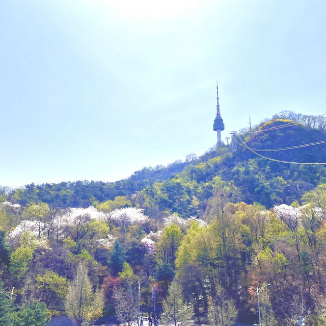 Pink Hues at Namsan Park in Spring | Trip.com Seoul