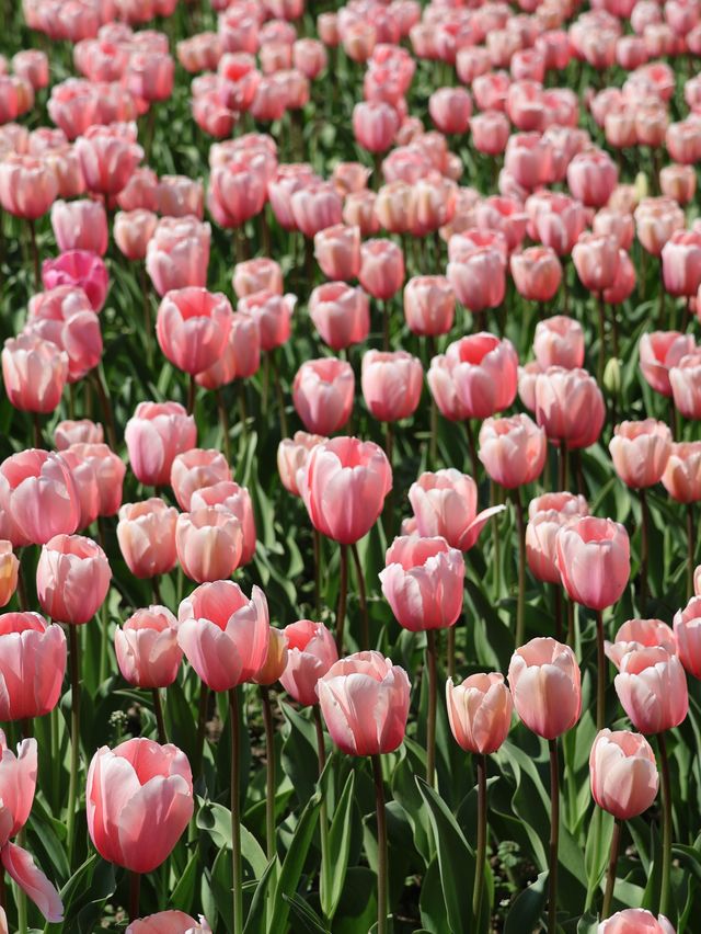Must-visit flower viewing spots in Shanghai in spring | Trip.com Shanghai