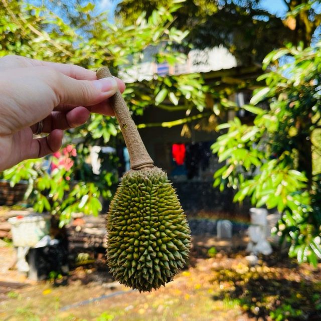 Raub Durian Trip + Sunrise along Karak Highway | Trip.com Raub