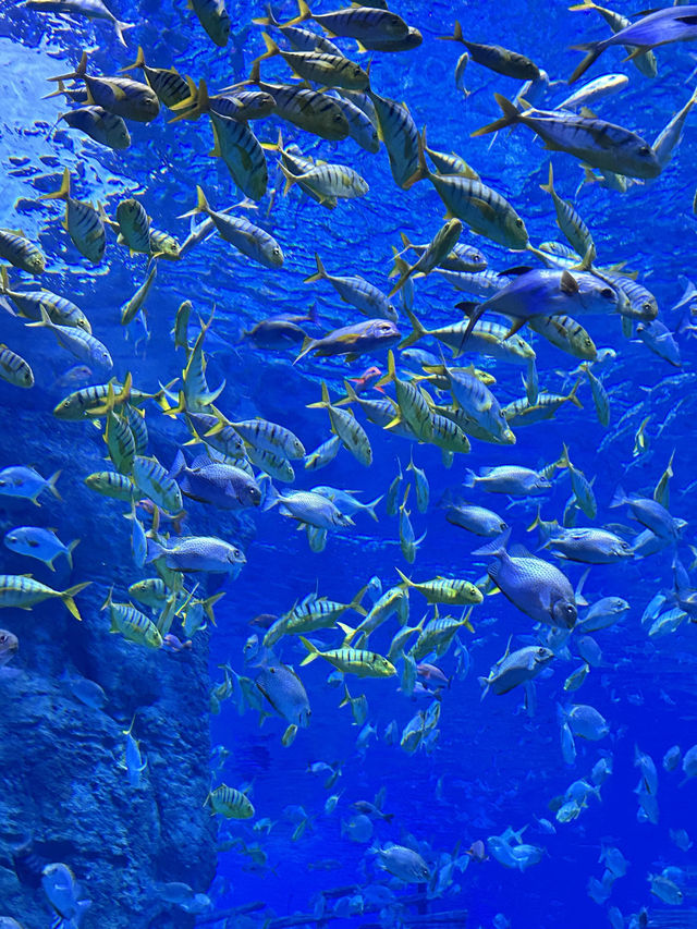親子教育慢遊｜澎湖水族館親子觀光指南🐠｜Trip.com 澎湖