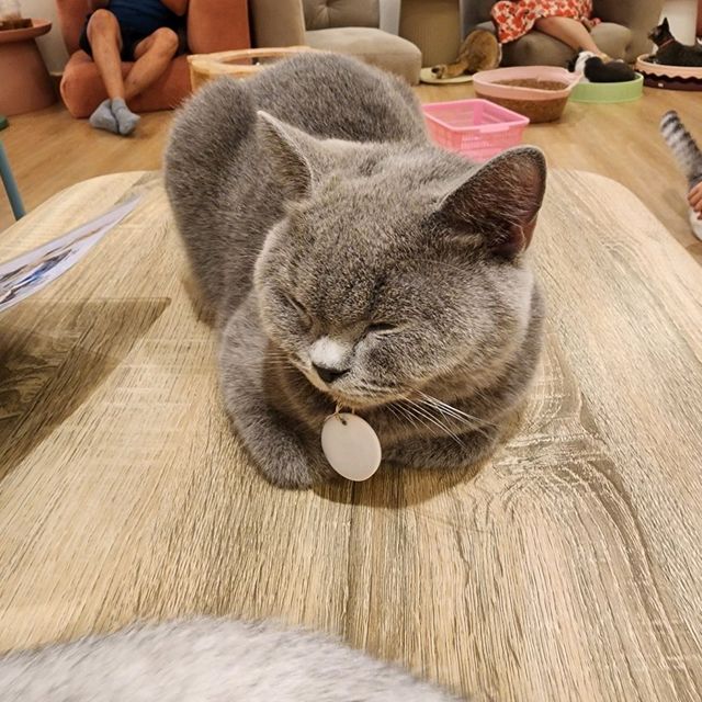 Chill cat cafe | Trip.com นครปฐม