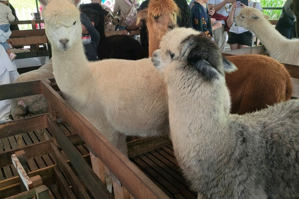 Alpaca & Sheep in Malaysia | Trip.com Cameron Highlands