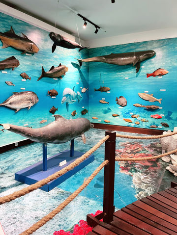 Dive into the Wonders of the Ocean at Natural History Museum Kuching ...