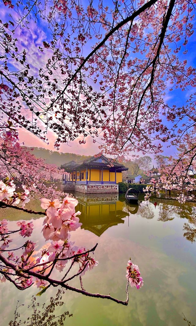 4.1 Live Update! Yuantouzhu is as beautiful as a dream! | Trip.com Wuxi