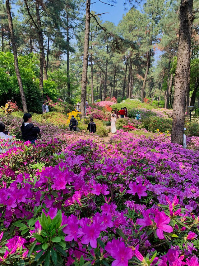 The azaleas on this mountain in Hangzhou are unbelievably beautiful ...