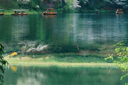 Can't wait for the spring in Hangzhou—A hidden gem for cherry blossom ...
