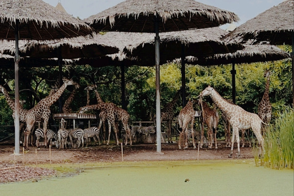 Safari World, Bangkok | Trip.com Bangkok
