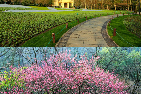 Hangzhou Early Spring | The latest flower report from Prince Bay | Trip ...