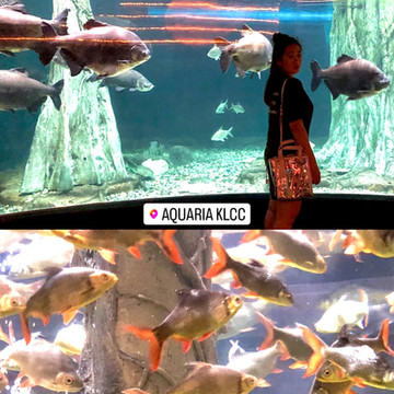 Localizacao Do Aquario Klcc